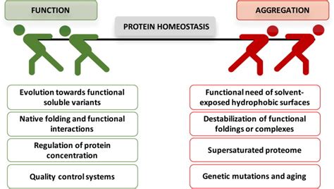 Computational Prediction Of Protein Aggregation Advances In Proteomics Conformation Specific
