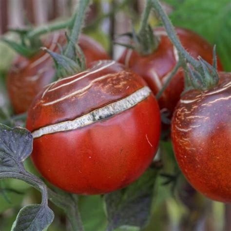 Why Are My Tomatoes White Inside Disease Or Normal