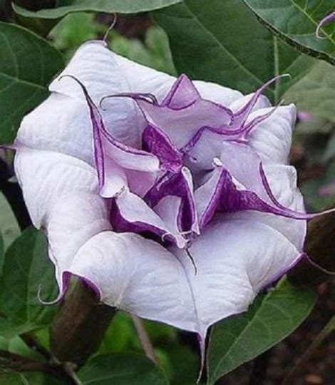 Datura Ballerina Purple Plant Minded Co