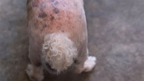 Perros Con Manchas Negras En La Piel ¿es Normal Las Causas De La