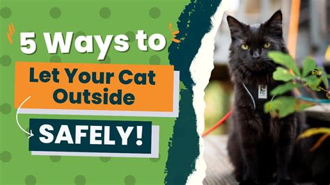 Is It Ok To Let Your Cat Outside At Evan North Blog