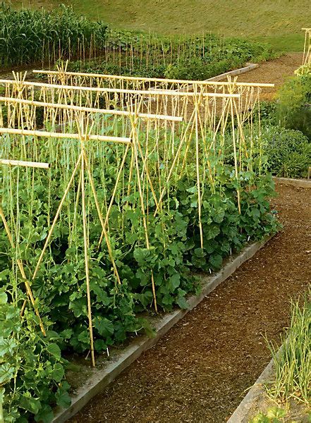 5ft Bamboo Canes 30 Pack Garden Plant Support Sticks Natural Growing
