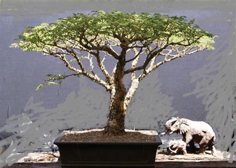 Black Monkey Thorn My 2nd Tree Bonsai Forum Bonsai Empire