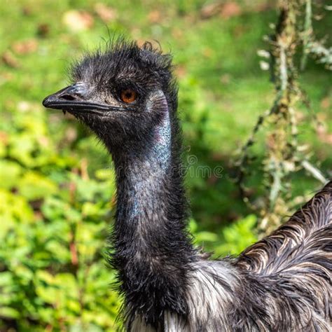 Emu Dromaius Novaehollandiae Standing In Grass In Its Habitat Stock