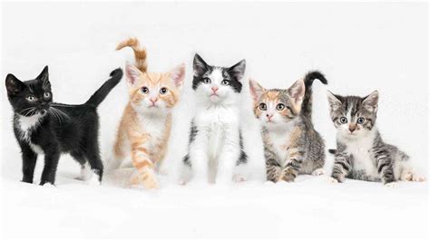Mastering Kitten Litter Training Tips And Tricks For A Clean Home