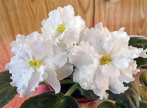 ოთახის იების ყველაზე ლამაზი სახეობები ამადეუსი სულიკო რძის გზა 60 ზე მეტი სახეობის ფოტო