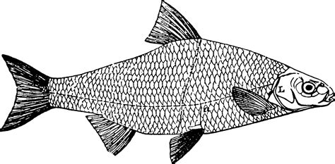 Roach Scale Arrangement Vintage Illustration 13771434 Vector Art At