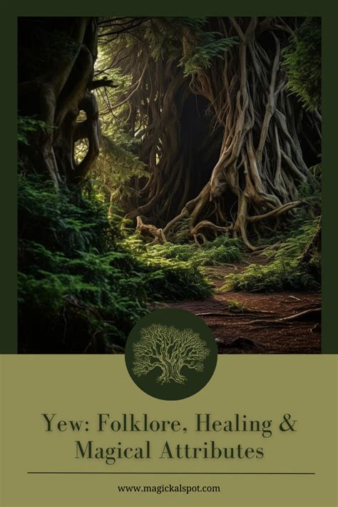 Yew Folklore Healing And Magical Attributes In 2024 Magical Herbs