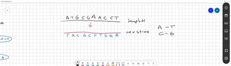 Solved 1 Draw And Label A Model That Shows How Complementary Base Pairing Is Used To Create A