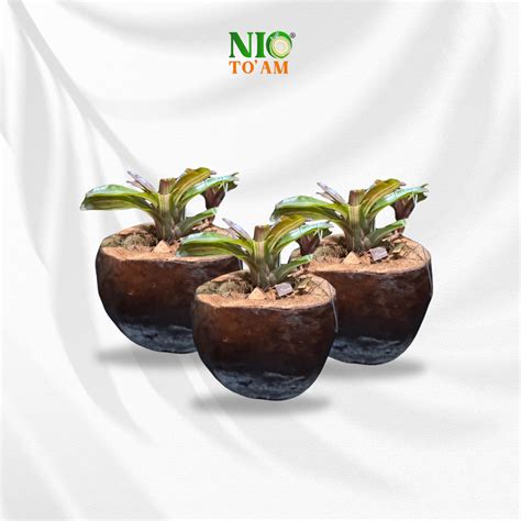 Pasu Sabut Kelapa Nio Toam