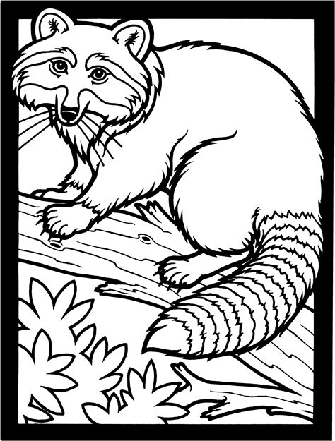 Free Raccoon Coloring Pages