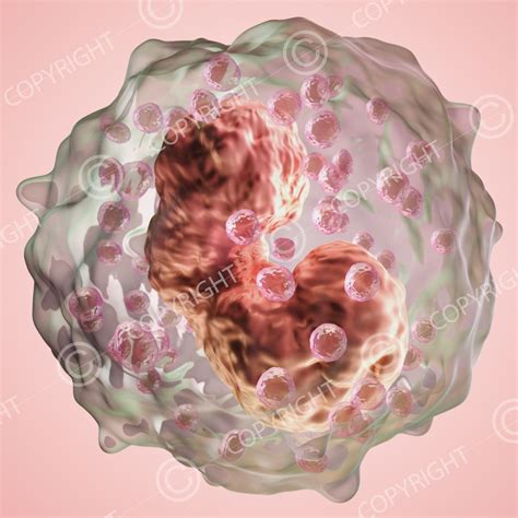 Basophil 3d Modell 9 Fbx C4d Free3d