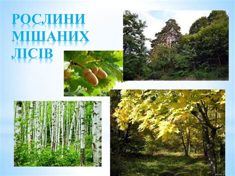 Презентація Рослини і тварини лісової зони