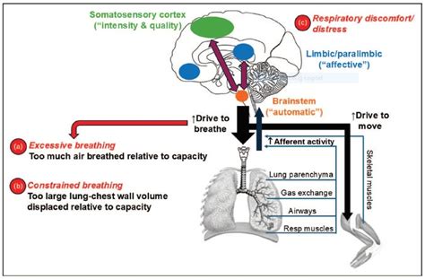 The Heart 🔴dyspnea And Exercise Intolerance In Copd⤵️ 2024review 🔹