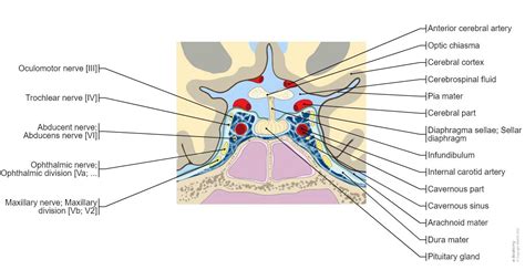 Infundibulum Brain Anatomy Chapter 16 Brain Basicmedical Key