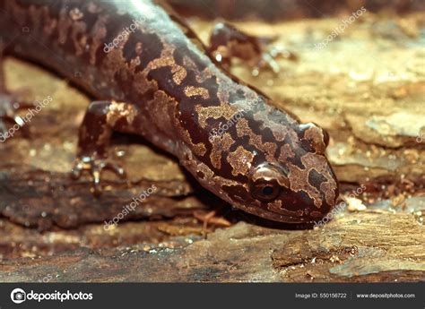 Salamandra Gigante Del Pacifico