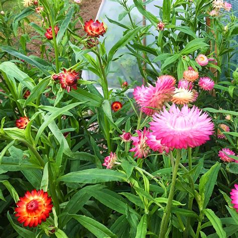 Helichrysum x10 – Yorkshire Flower Farm