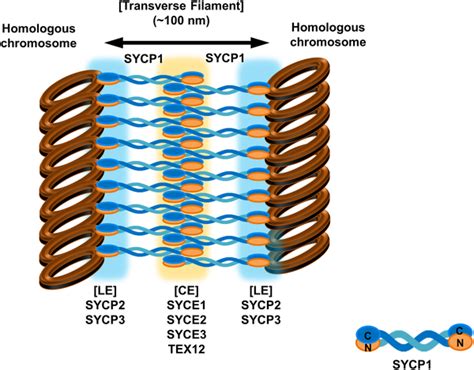 Synaptonemal Complex