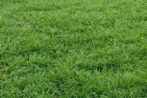 麦冬种植多少钱一平方米 藤本月季网