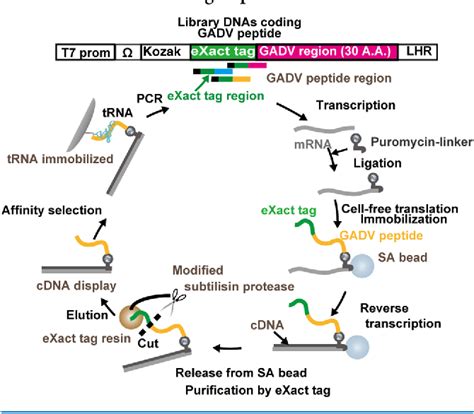 Table 1 From An Rna Binding Peptide Consisting Of Four Types Of Amino Acid By In Vitro Selection