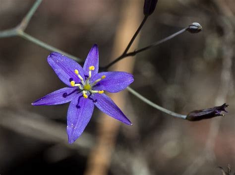 Tufted Blue Lily Australian Native Grasses Plants In A Box
