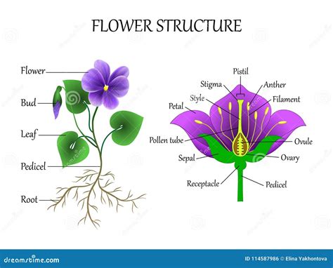 Vector Education Diagram Of Botany And Biology The Structure Of The Flower In A Section Banner