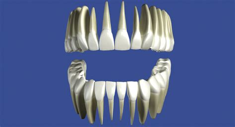 Tooth 3d Model Tooth 3d Model