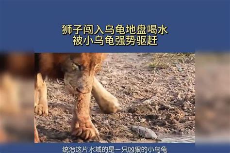 勇者无畏为保卫水塘小乌龟勇猛攻击狮子是否能以弱胜强 水塘 狮子 勇者