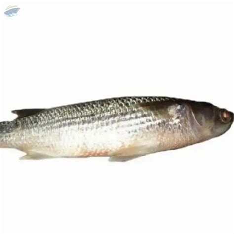 Frozen Grey Mullet Fish By Pkw Trade Ltd Supplier From United Kingdom