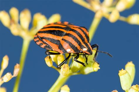 Shield Bug Photograph By Paul Harcourt Davies Fine Art America