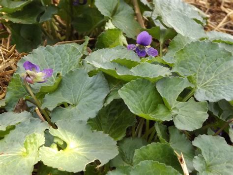 Sweet Violet Edible Medicinal Beautiful Arealgreenlife