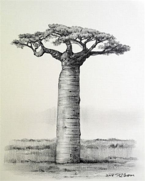 바오밥나무 연필화 스케치 소묘 나무그리기 성인취미화실연필이야기 김형경 네이버 블로그
