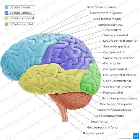 Vista Lateral Del Encéfalo Kenhub Frontal Lobe Occipital Lobe