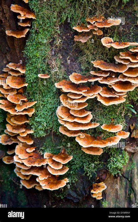 Fungus Branch Hi Res Stock Photography And Images Alamy