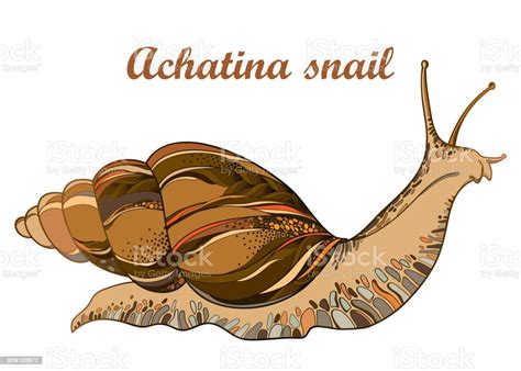 Achatina 달팽이 또는 흰색 배경에 고립 된 원뿔형 쉘에 거 대 한 땅 아프리카 달팽이의 드로잉 벡터입니다 아프리카왕달팽이에 대한 스톡 벡터 아트 및 기타 이미지