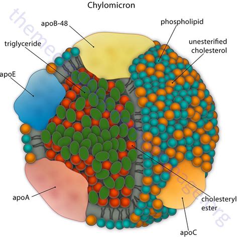Lipoproteins Lipoprotein Metabolism And Disease LDL HDL Lp A