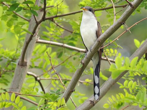 Yellow Billed Cuckoo Call Cuckoo Definition Etymology And Usage