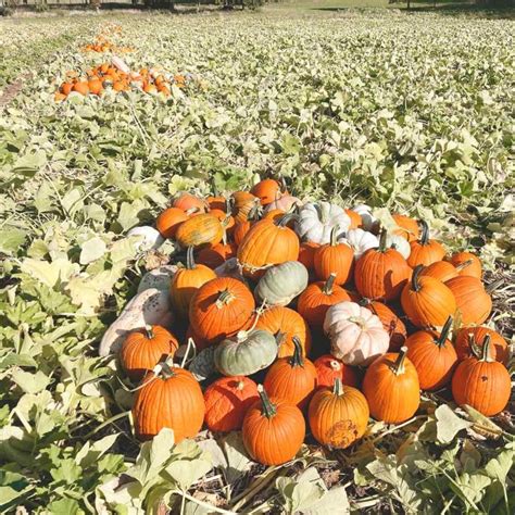 14 Best Pumpkin Patches In Kansas City And Near Kcmo Travel In Missouri
