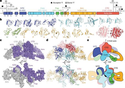 Structure Of Human Thyroglobulin Identified