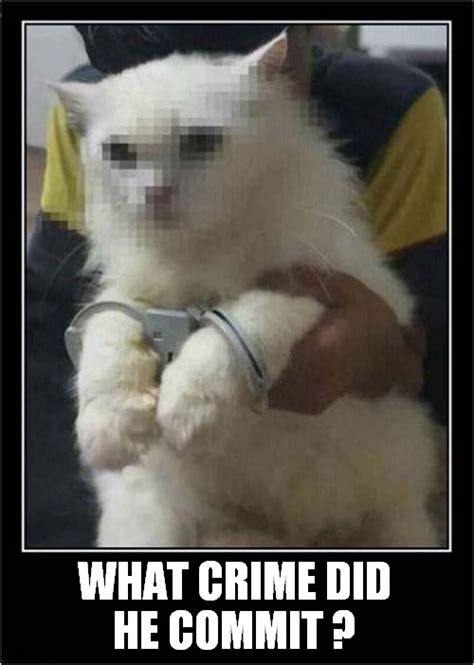 Cat Perp Walk Imgflip