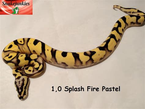 Splash Ball Python Traits Morphpedia Splash Ball Python Traits Morphpedia