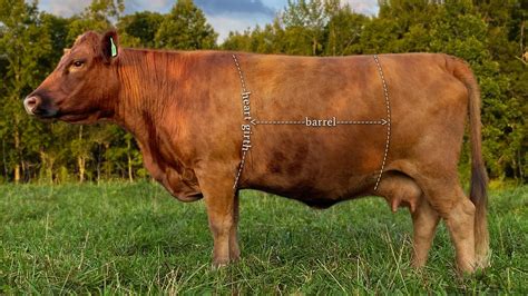 Dexter Cow Size And Structure Guide To Conformation And Traits