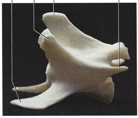 Diagram Of Lumbar Vertebrae Lateral View Quizlet