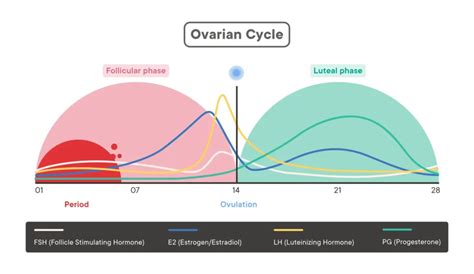 Nutrition To Support Your Menstrual Cycle The Follicular Phase