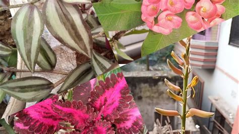 মাশাআল্লাহ।আল্লাহর সৃষ্টি এই গাছগুলো কতো সুন্দর। আমার প্রিয় গাছগুলো🌳🥀 গাছ ফুল Youtube