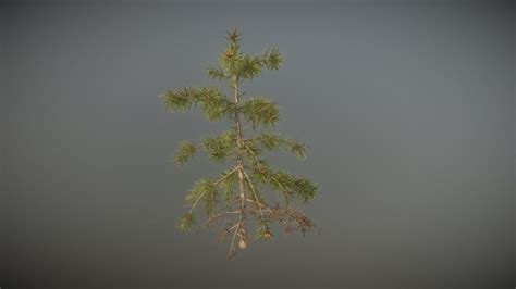 Sapling 3d Models Sketchfab