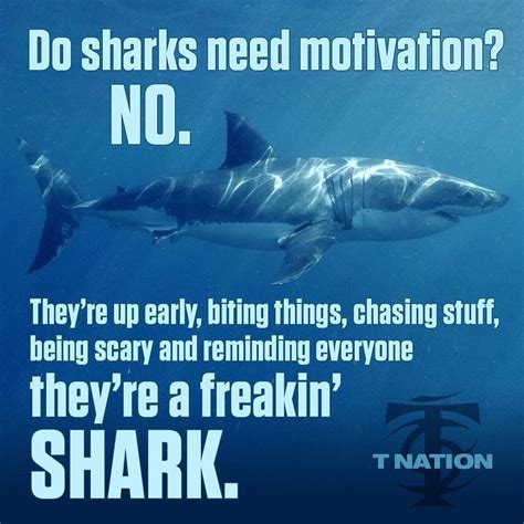 Be A Freakin Shark Motivational Quote Shark Mentality Quotes For