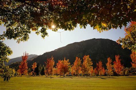 Top 10 Autumn Trees😍 Easy Big Trees Nz