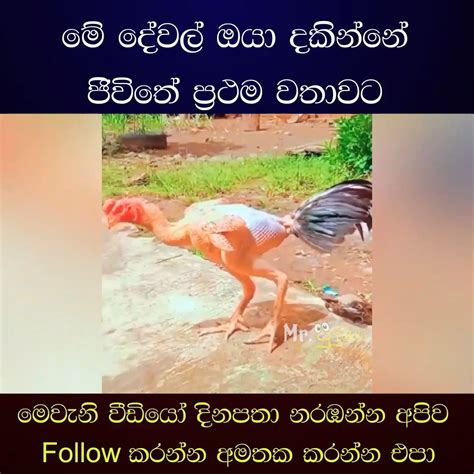 බලන්න මේවා ඔයා කලින් දැකලා තියේද කියලා මෙවැනි වටිනා වීඩියෝ දිනපතාම නරඹන්න Mr පුදුමයා පේජ් එක