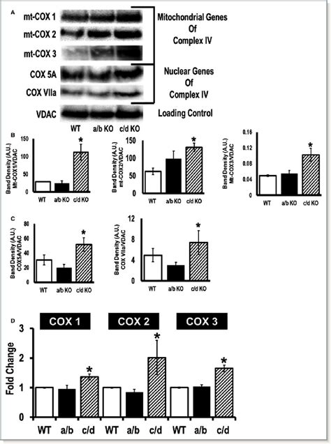 Higher Mitochondrial Complex Iv Expression Leads To Cardioprotection